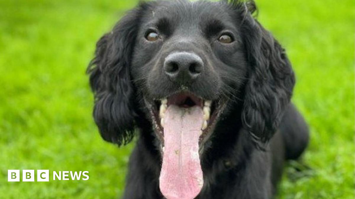 Spaniel beaten by former owner becomes police dog - BBC News