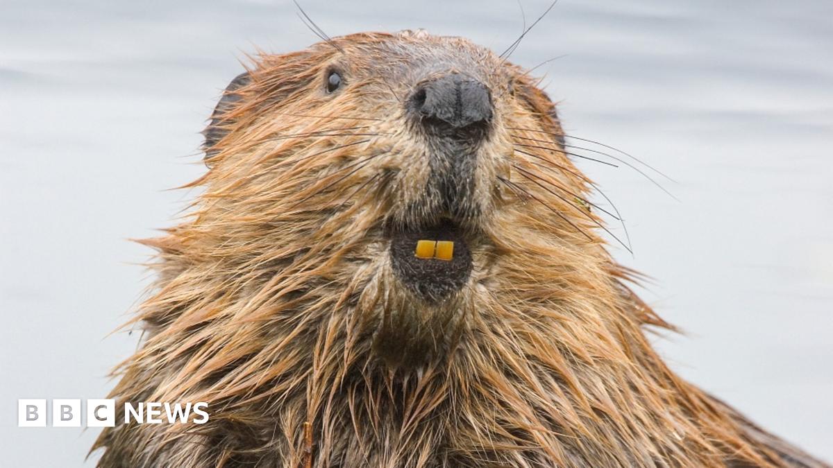 Fund raising will support the project to bring back beavers to ...