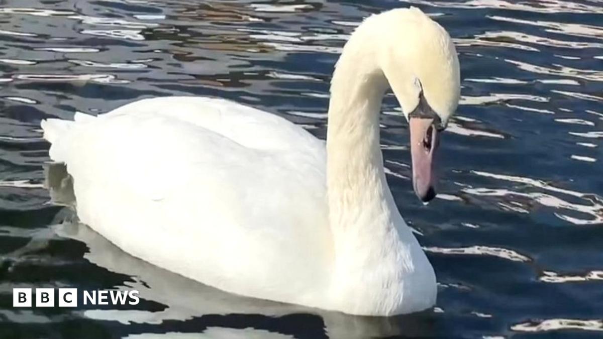 Swans on Norfolk Broads with symptoms of avian flu to be euthanised ...