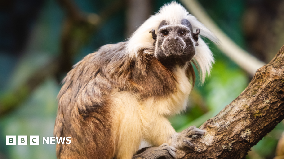 Rare monkeys: Folly Farm hopes tamarins breed to help save species ...