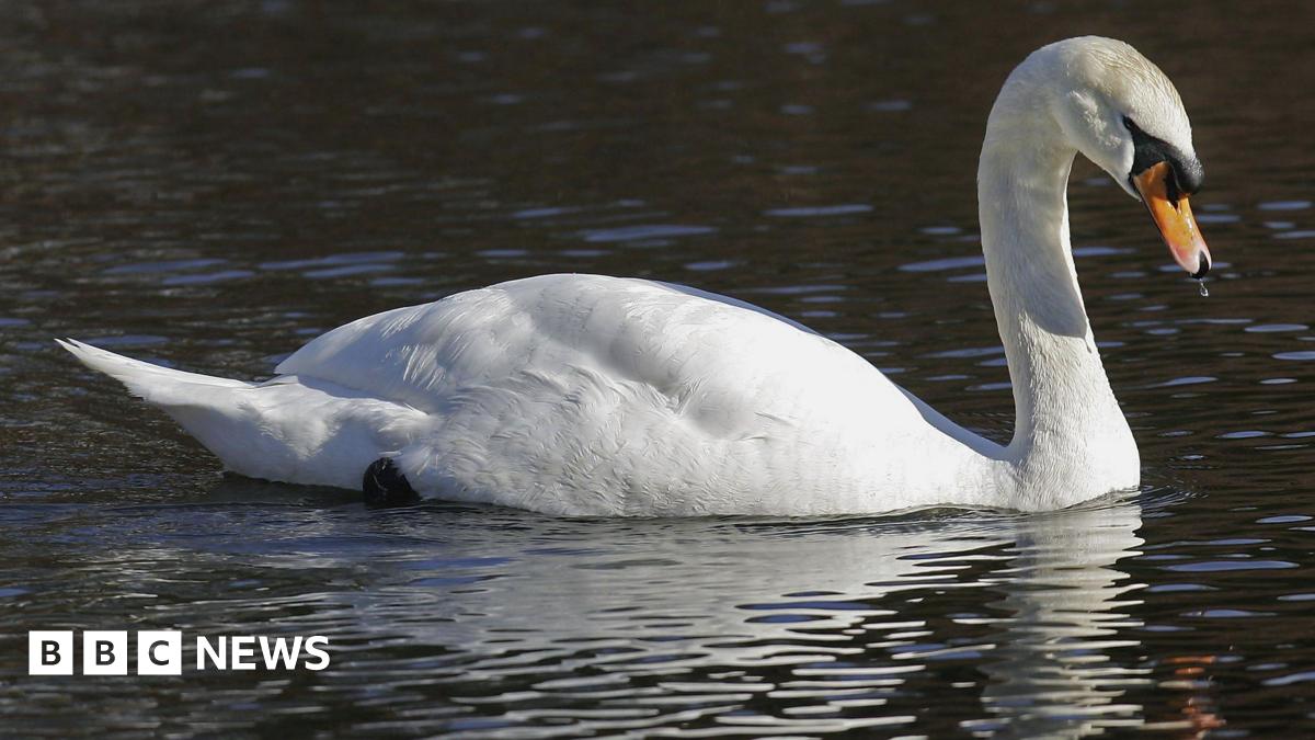 Bird flu fears after swans found dead in London Docklands - BBC News