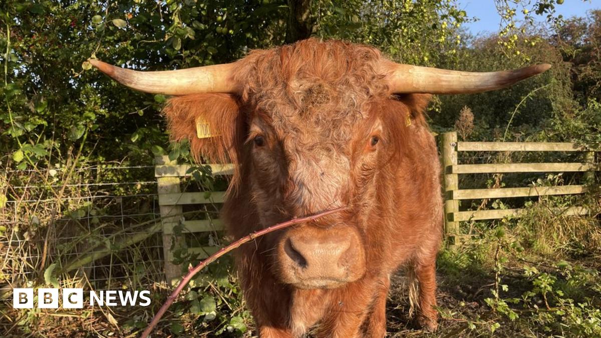 Derby: Team of cows brought in to conserve nature reserve - BBC News