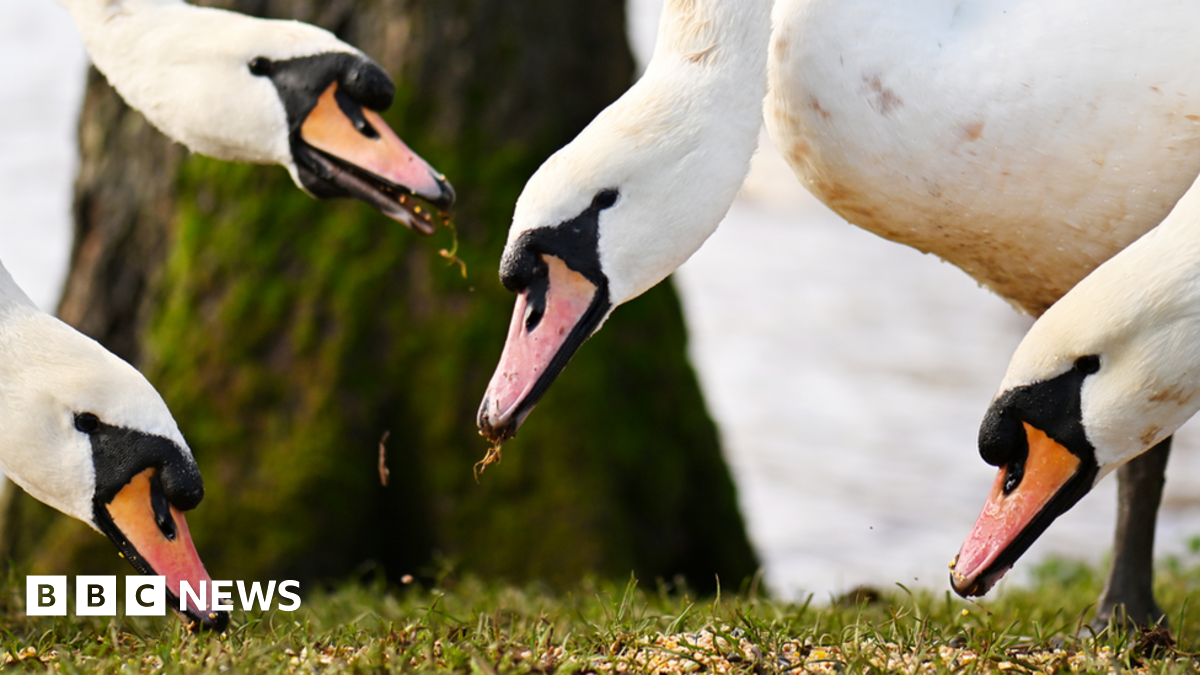 Dead swans found in suspected bird flu outbreak in Worcester - BBC News
