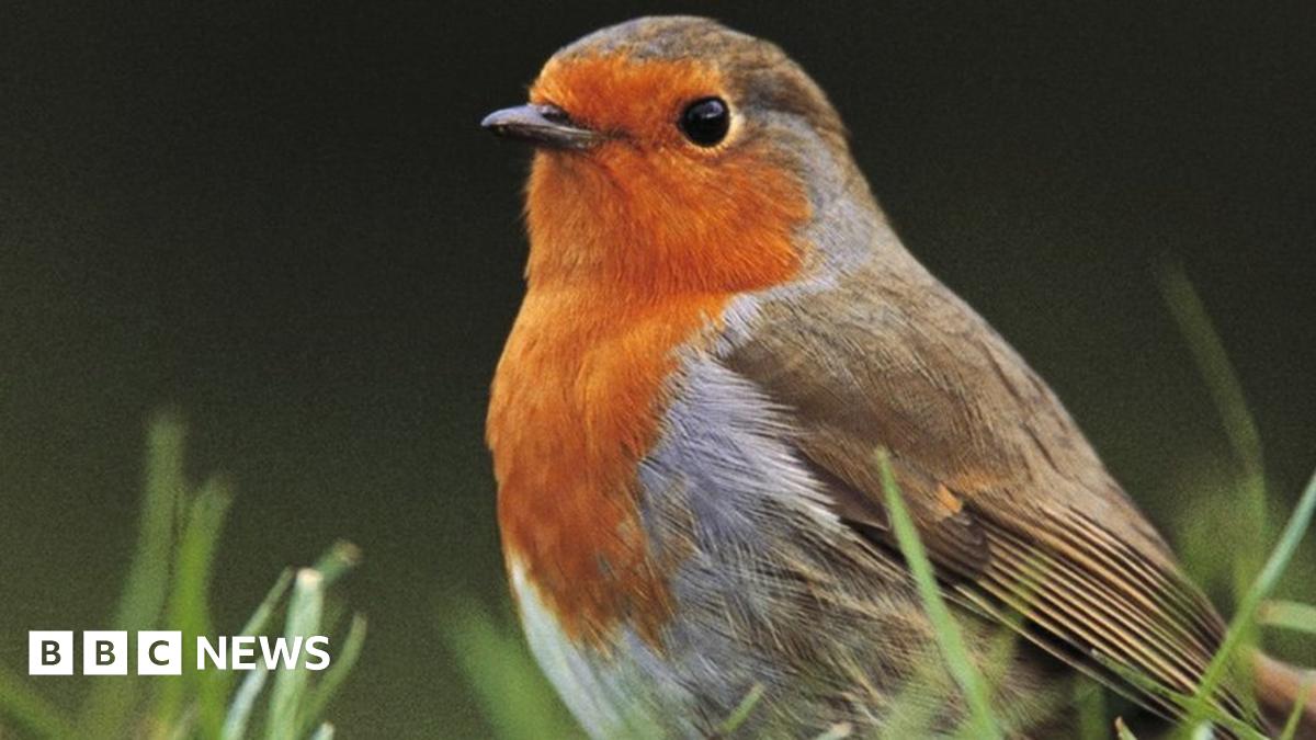 Gloucestershire study finding out where garden birds go at night - BBC News