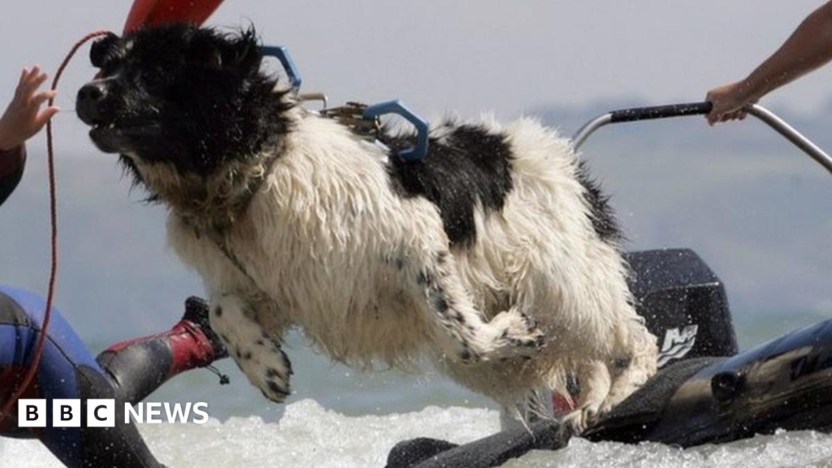 Whizz the dog gets posthumous award for lifesaving work - BBC News