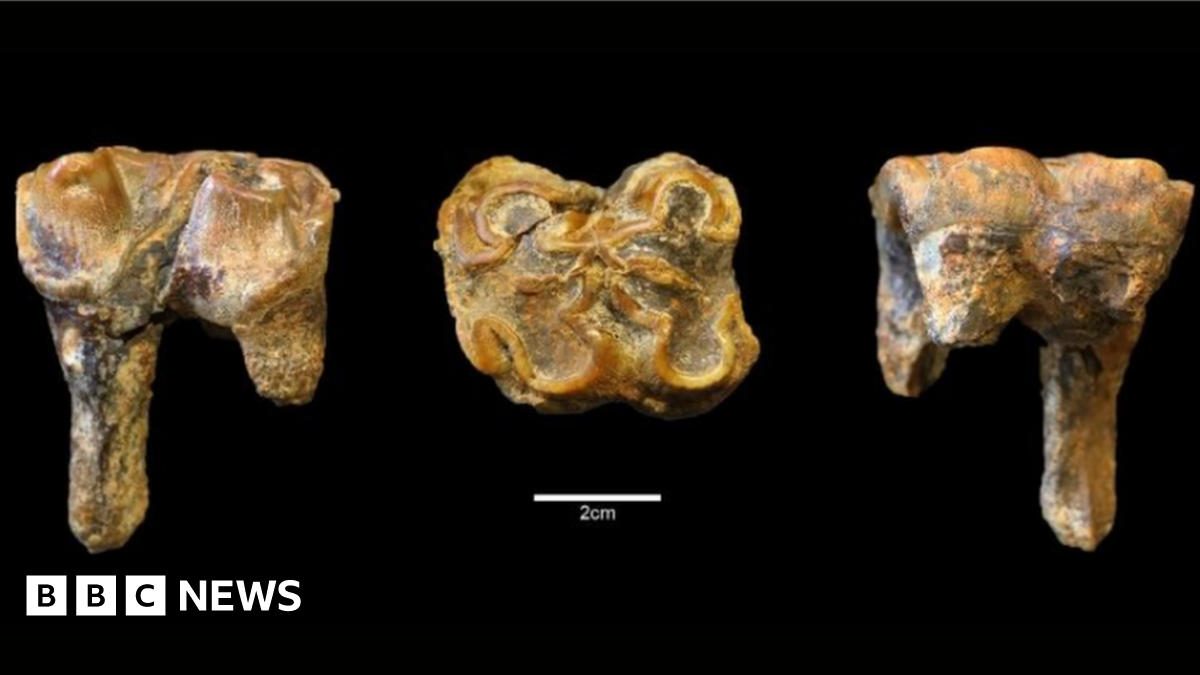 University of Leicester scientists find first-known British hippo tooth ...