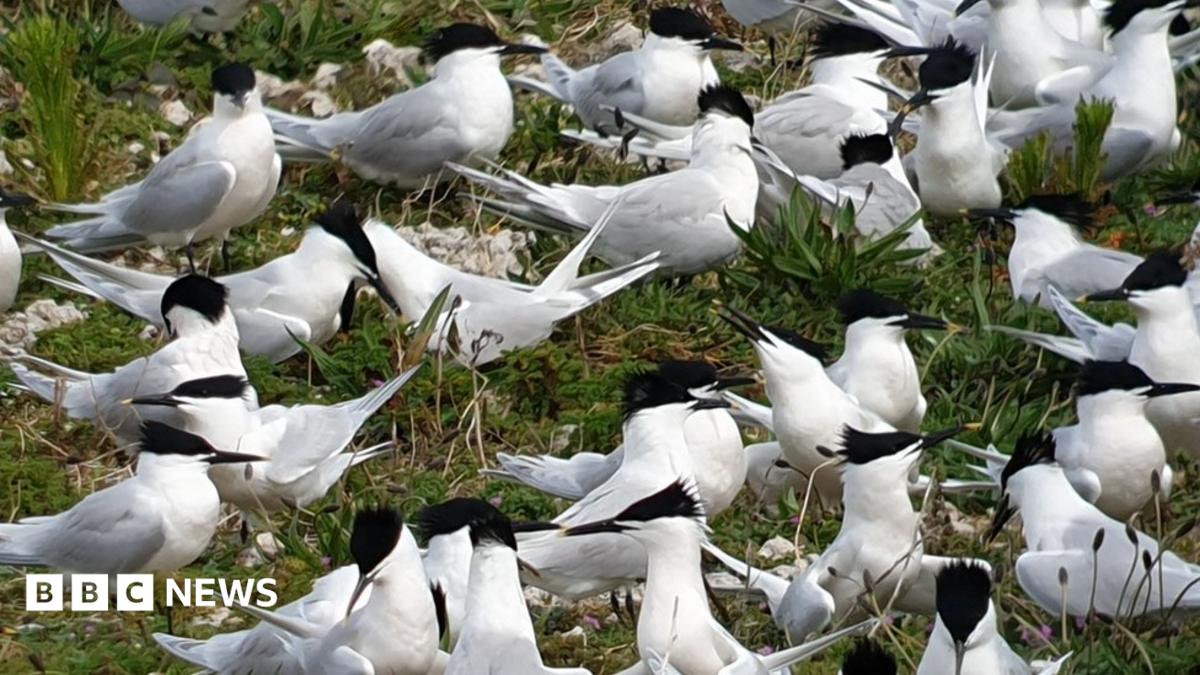 'Huge losses' of Scottish seabirds due to avian flu - BBC News