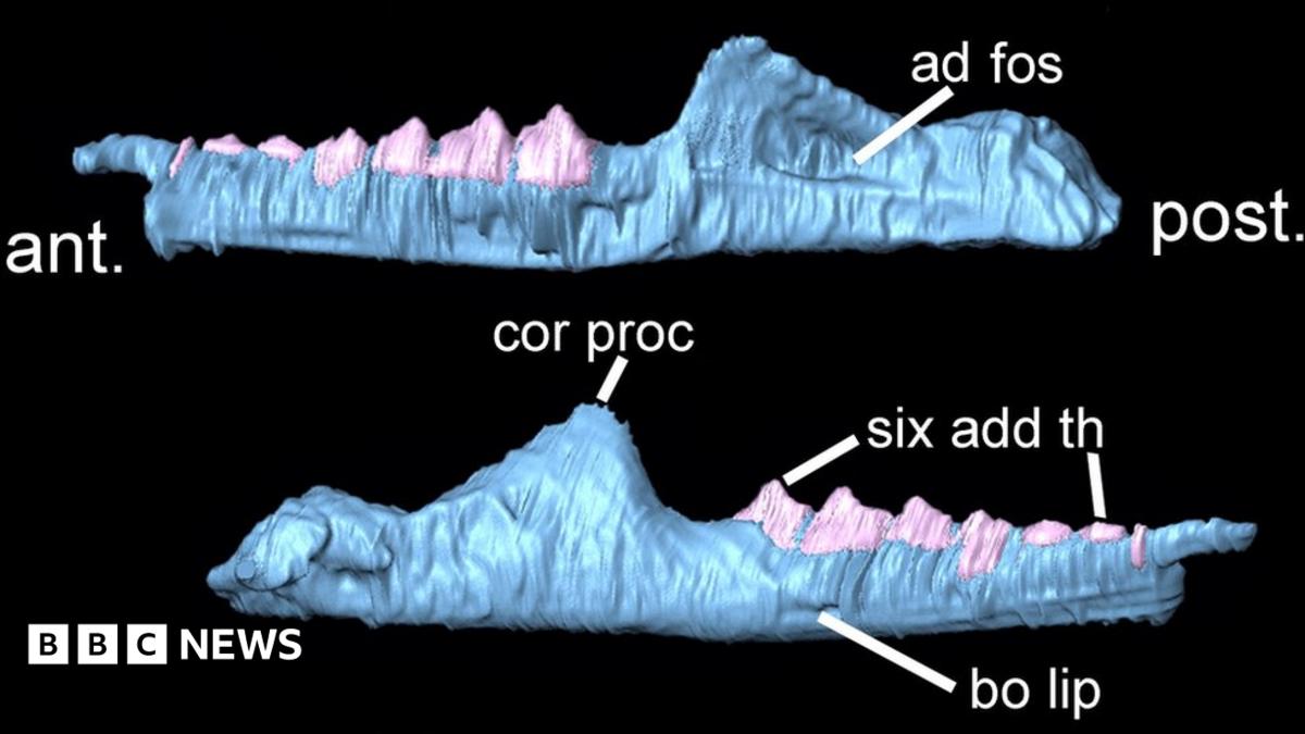 Fossil from south Wales named as new reptile species - BBC News