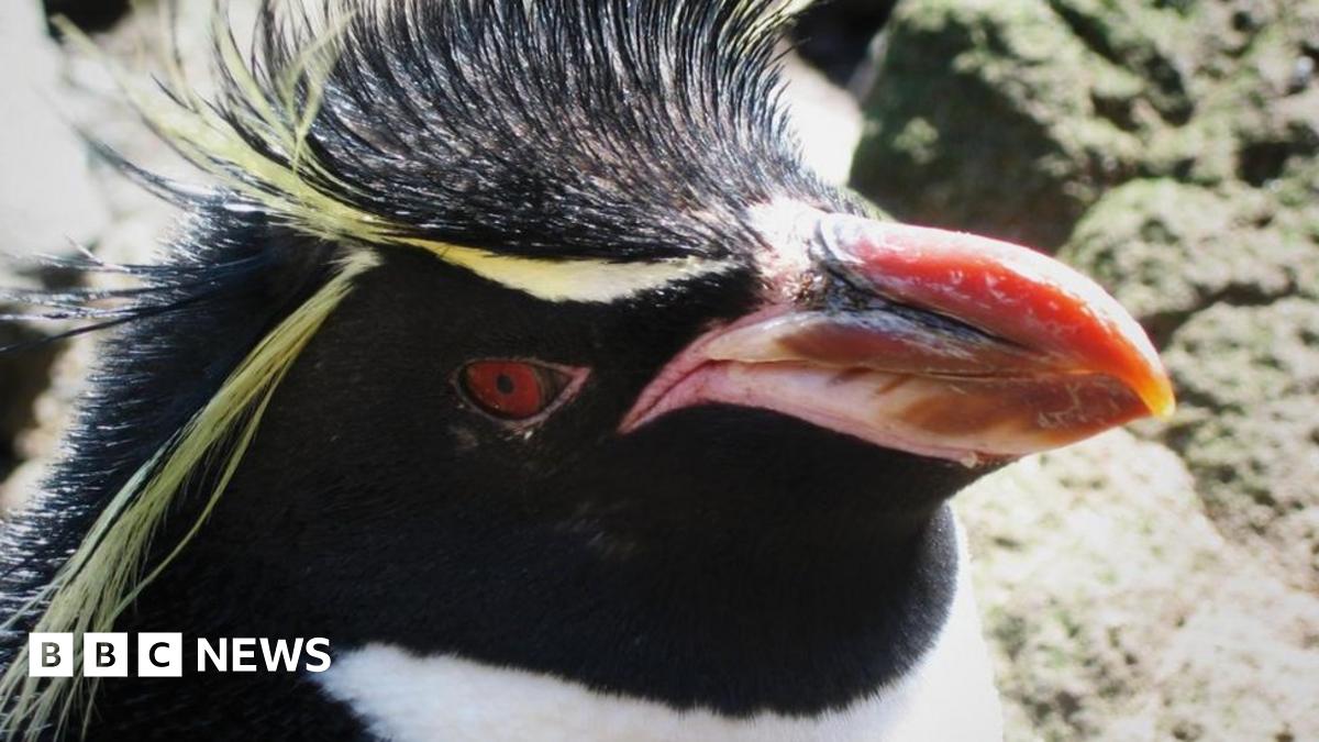 NZ scientists track penguins' marathon winter travels - BBC News