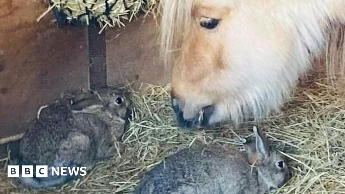 Wild rabbits in search of food befriend pet horses - BBC News