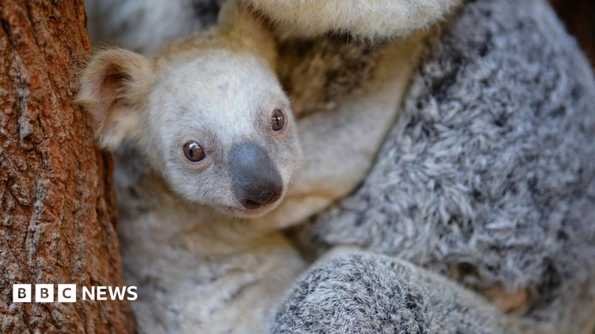 Australian zoo welcomes rare white koala - BBC News
