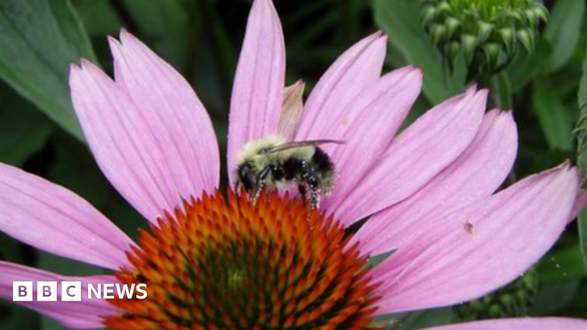 US wild bee numbers decline as land is converted for biofuel - BBC News