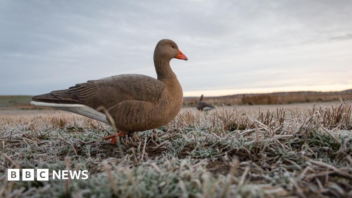 Fighting a goose invasion with guns, knives and forks - BBC News