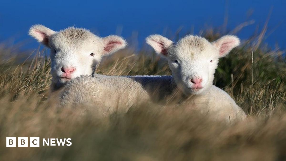 Your pictures on the theme of 'signs of spring' - BBC News