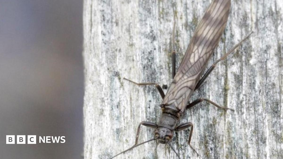 Scottish survey of winter sun-loving stonefly - BBC News