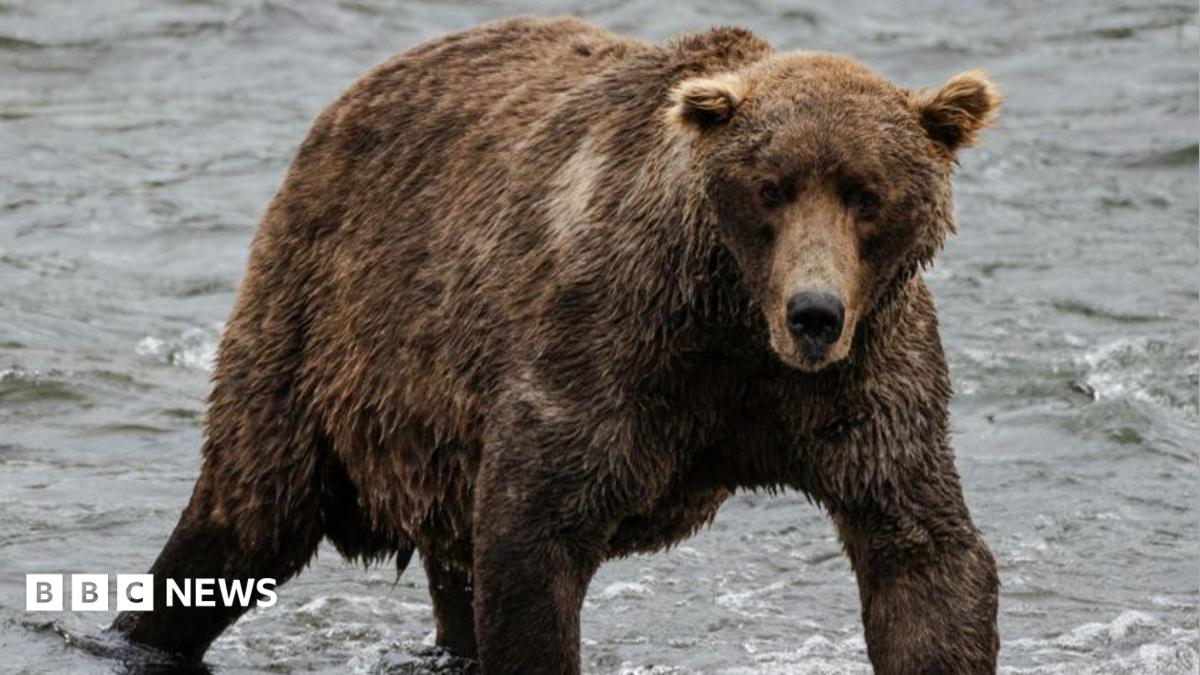 Fat Bear Week begins after contestant's fatal river mauling - BBC News