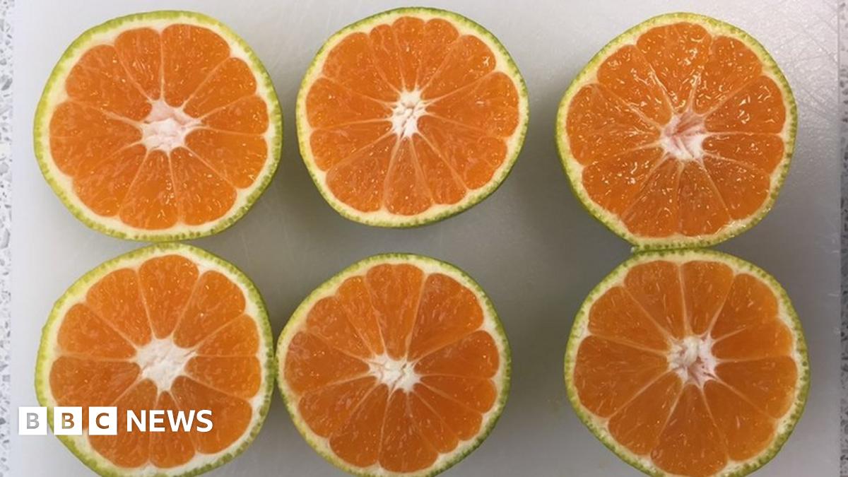 Tesco to start selling green satsumas and clementines - BBC News