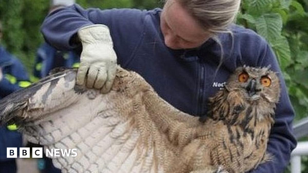 Rescuer abseils down well to save trapped owl - BBC News