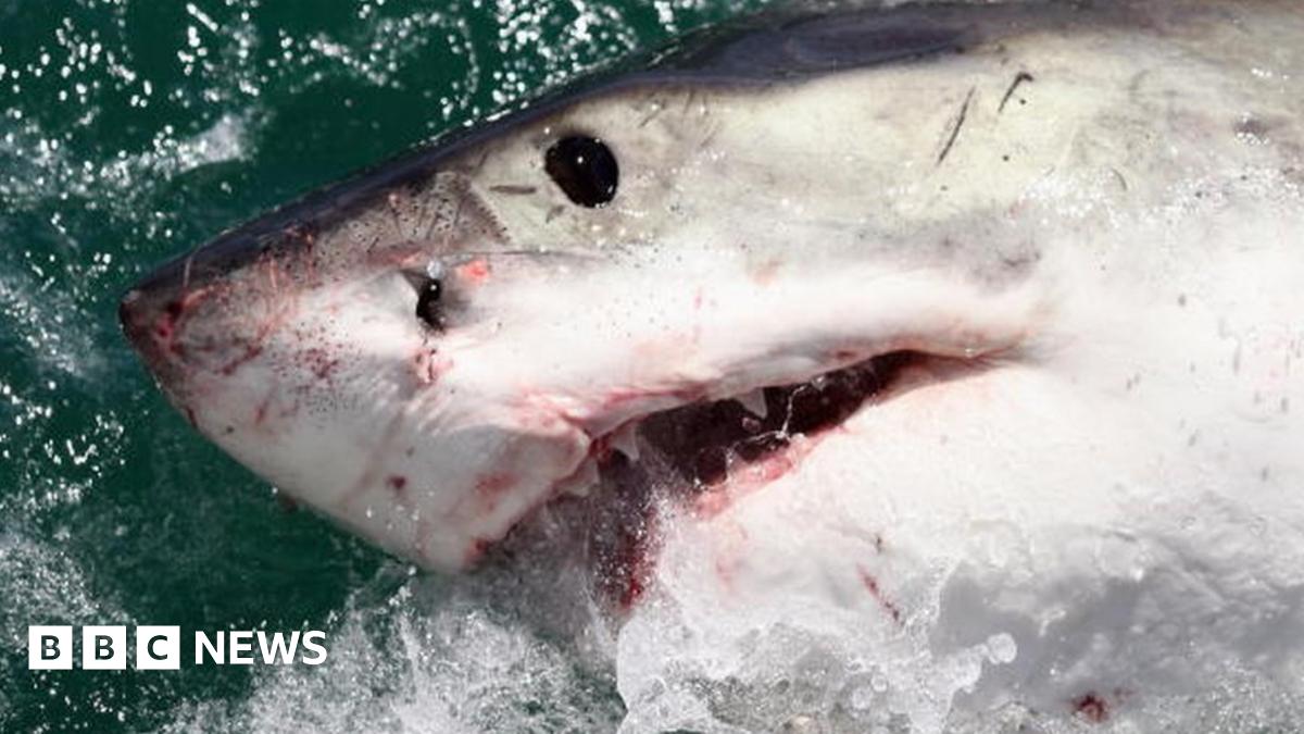 Why the Jaws shark is not a 'man-eating monster' - BBC News