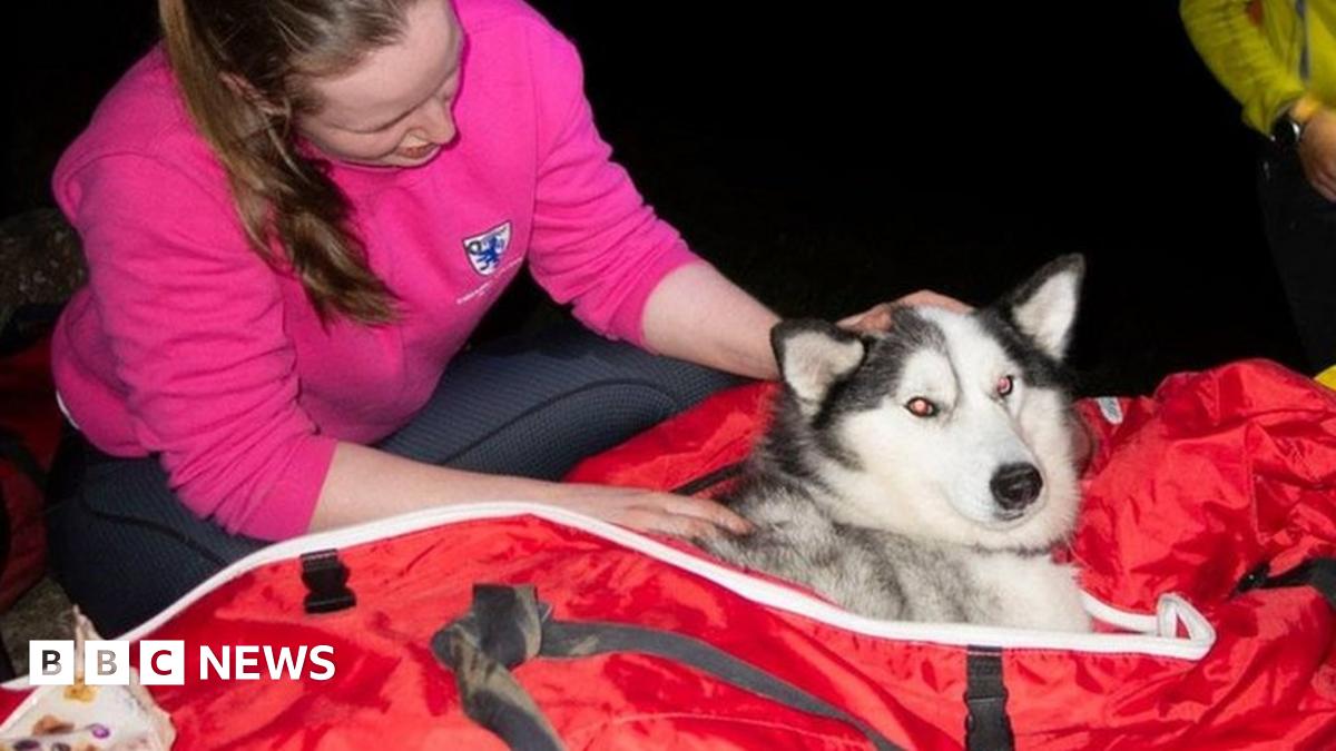 Hurt husky stretchered off Scafell Pike by rescue team - BBC News