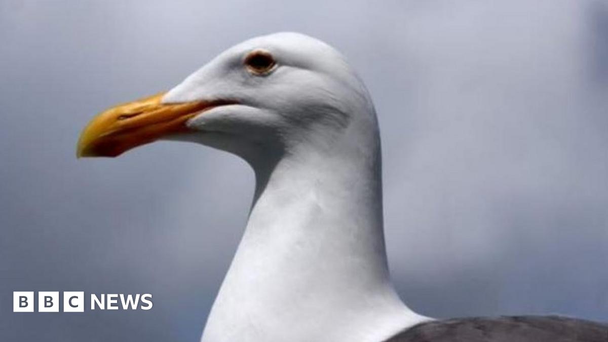 Man who killed chip-stealing seagull given curfew - BBC News
