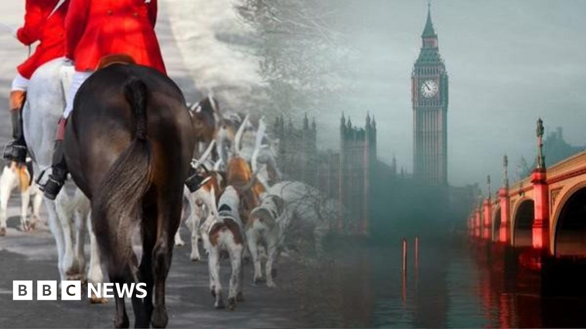 The SNP and fox-hunting in England and Wales - BBC News