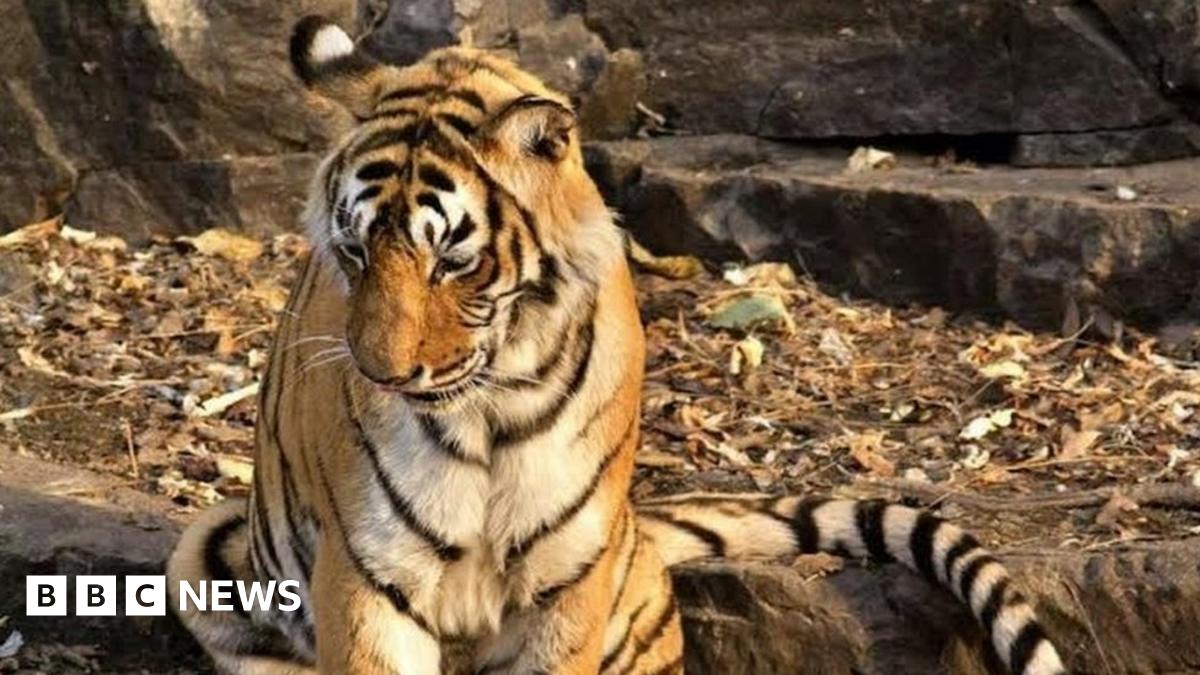 India's most famous tiger, Machli, dies in Ranthambore aged 19 - BBC News