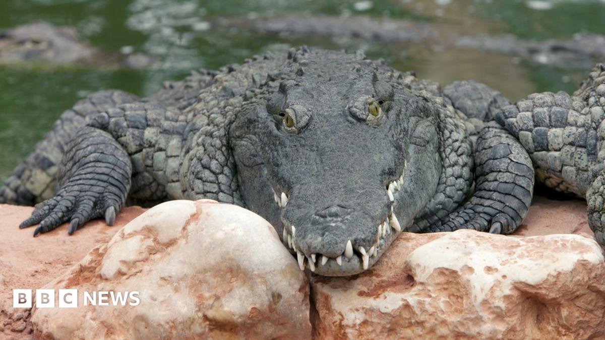 CITES species meeting: 'The only game in town' - BBC News