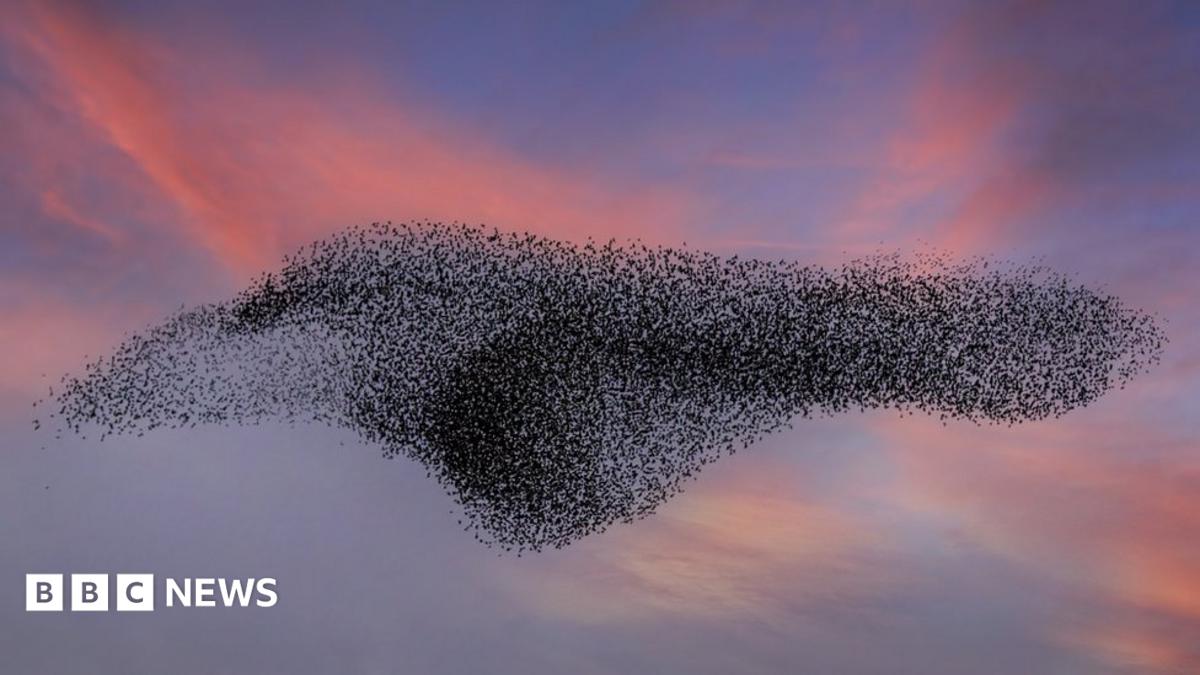 Murmuration: Action taken to re-attract Belfast's starlings - BBC News