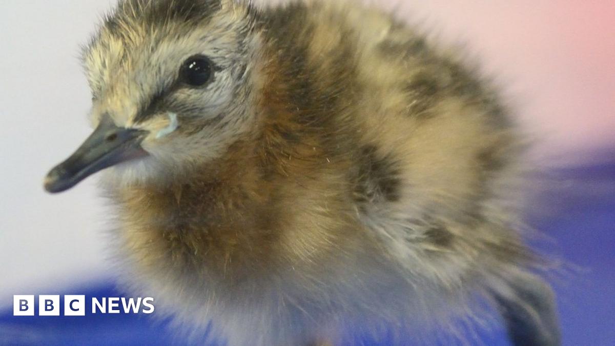 Last flock of rare godwits released in 'emergency lifeline' bid - BBC News