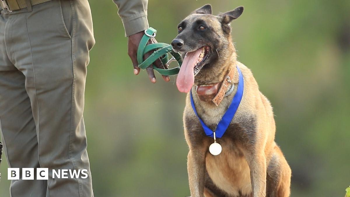 Rhino poacher-hunting dog from South Africa gets hero medal - BBC News
