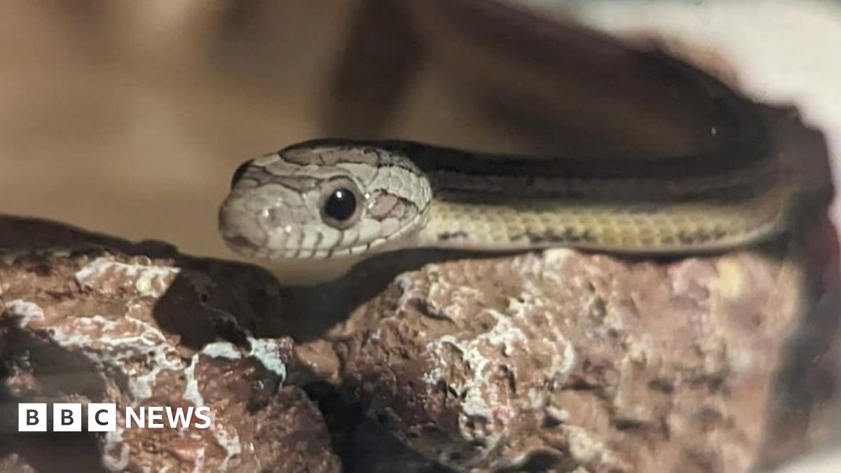 Escaped snake survived for year on streets in Airdrie - BBC News