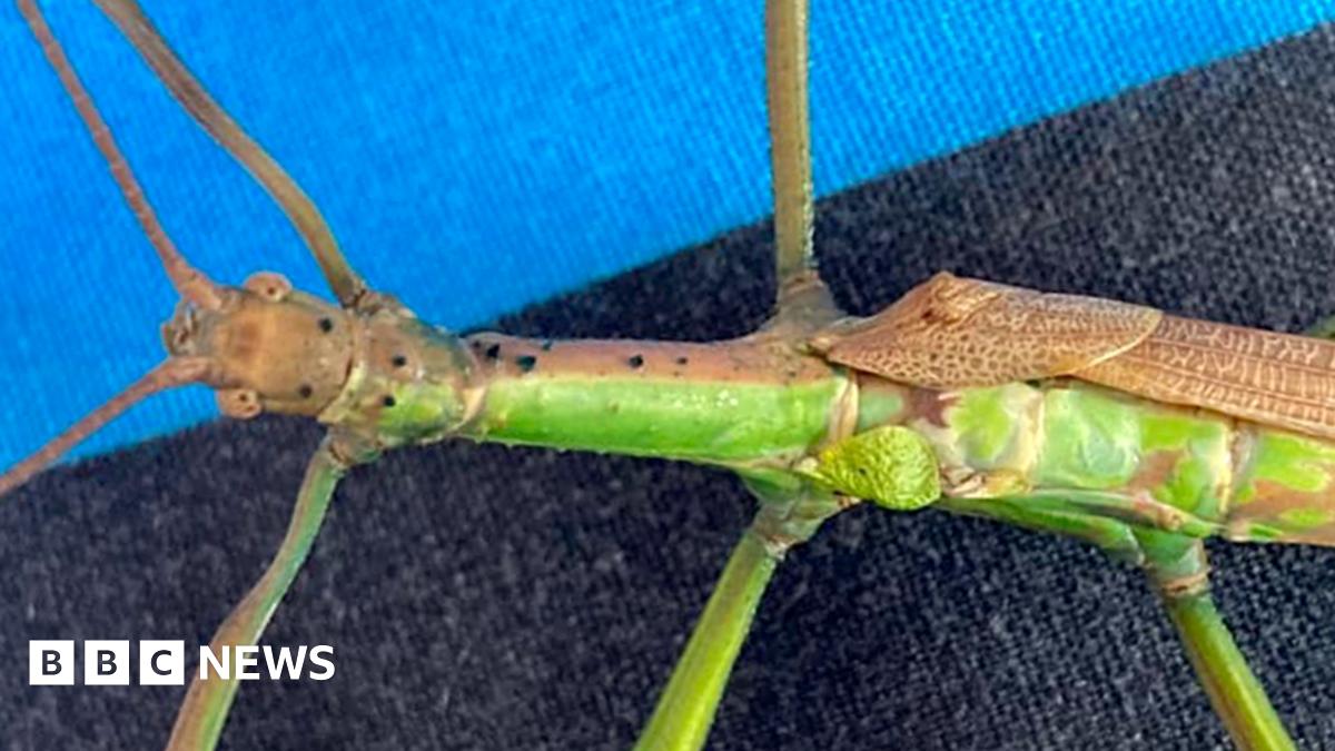 Natural History Museum confirms stick insect is male and female - BBC News