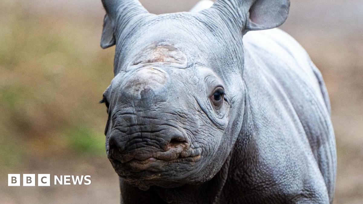 Chester Zoo celebrates critically endangered eastern black rhino birth ...