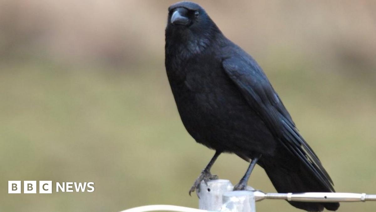 Crows flock to Cow Paddle pitches looking for grubs - BBC News