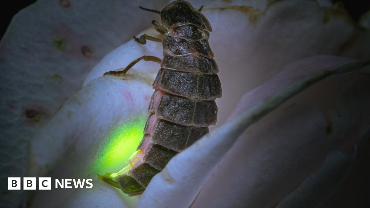The man rescuing Britain's 'magical' glow worms - BBC News