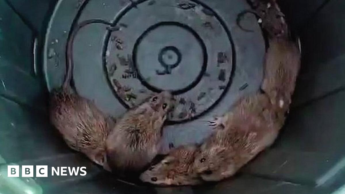 Rat plague spreads to Australia's fishing towns - BBC News