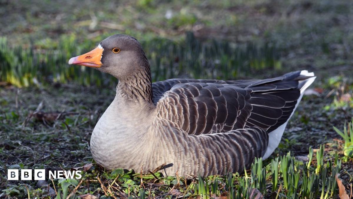 Bird flu found in geese flock near Newent, Forest of Dean - BBC News
