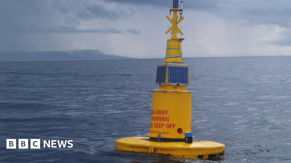 NI scientists to monitor whale songs and dolphin chatter - BBC News