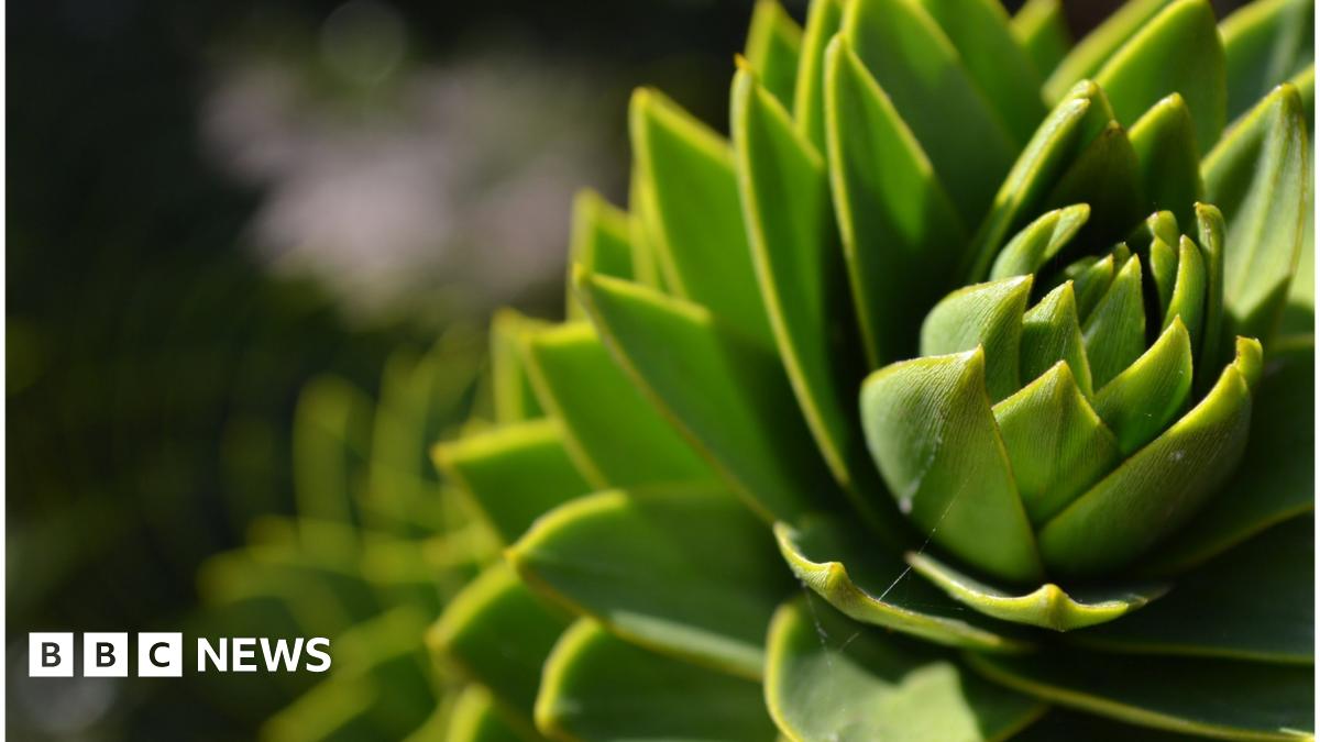 Conservationists choose their 12 trees of Christmas - BBC News