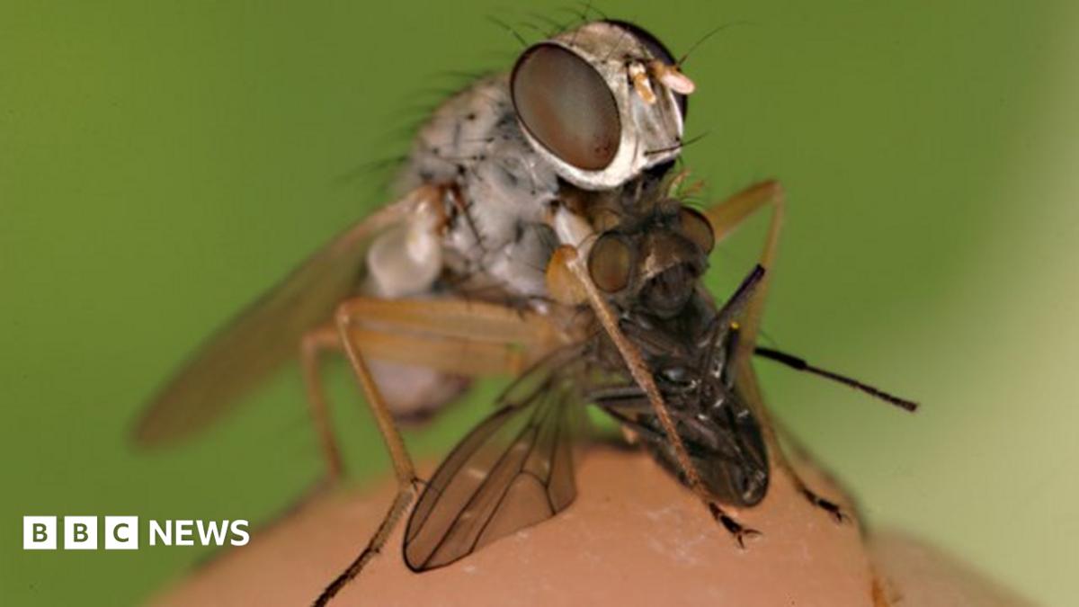How tiny killer flies pounce on prey - BBC News