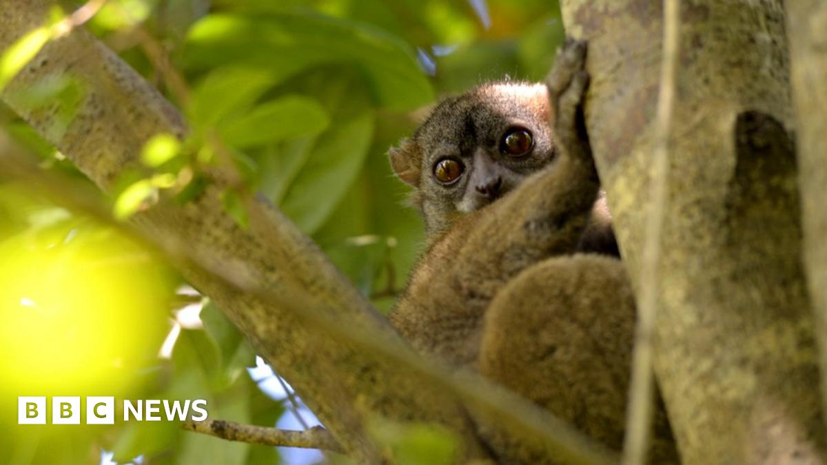 Lemur extinction: Vast majority of species under threat - BBC News
