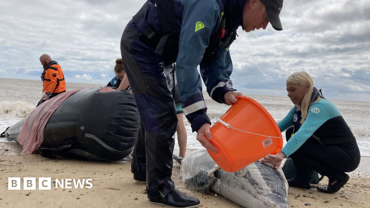 Sizewell: Inflatable whales used for beach training exercise - BBC News