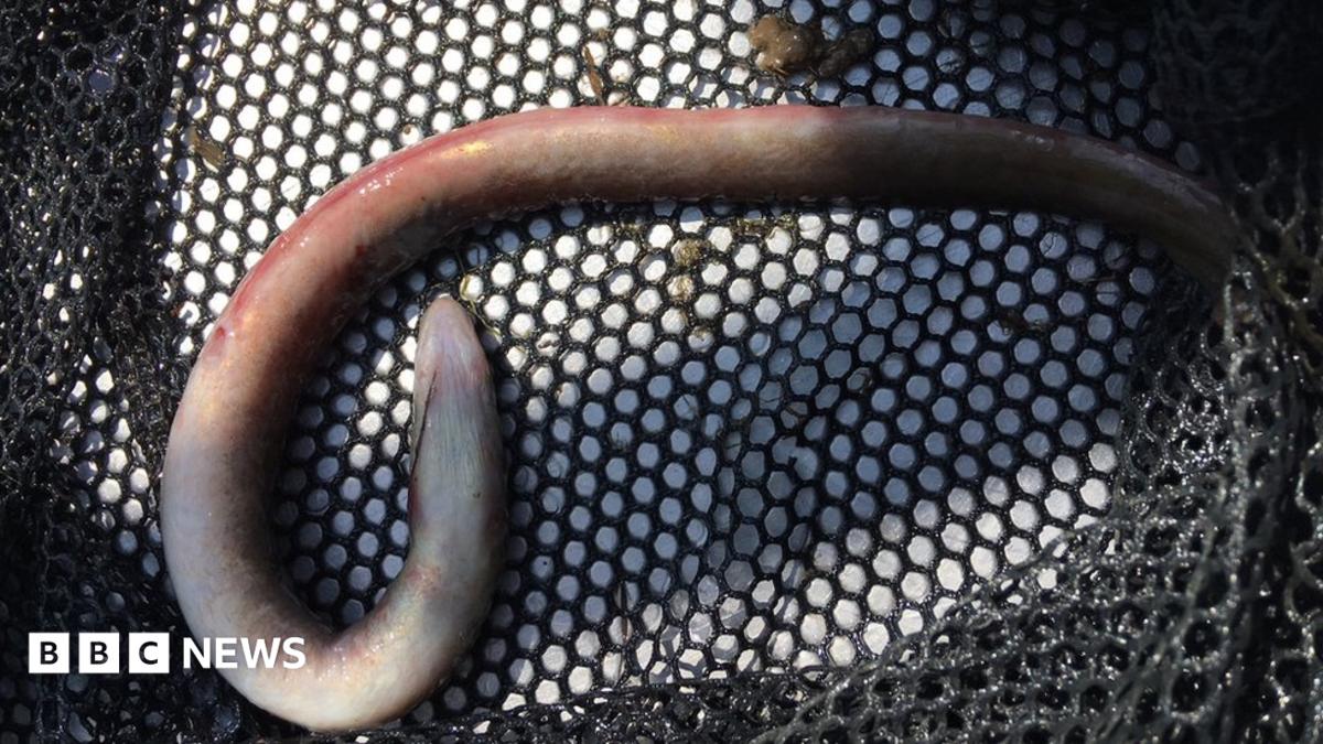 Mystery over dead eels found in rivers - BBC News