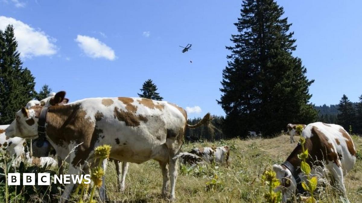 Swiss army 'steals' French water to help cows - BBC News