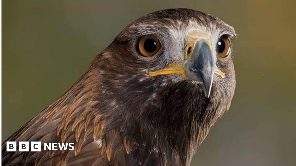 Missing Ringwood golden eagle blown away by strong winds - BBC News