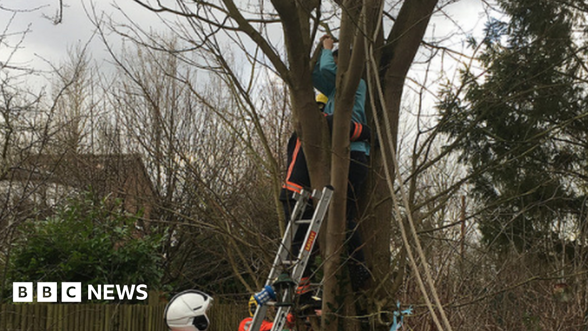 Peterborough woman stuck up tree in botched cat rescue - BBC News