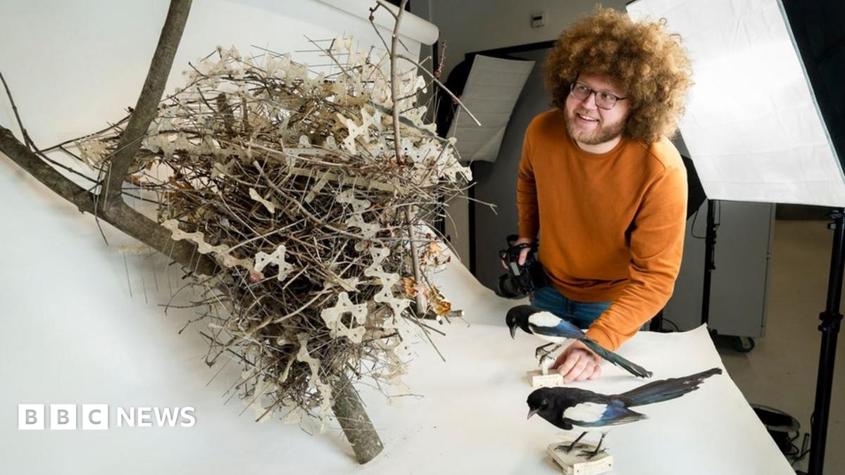 Birds get revenge by using anti-bird spikes in nests - BBC News