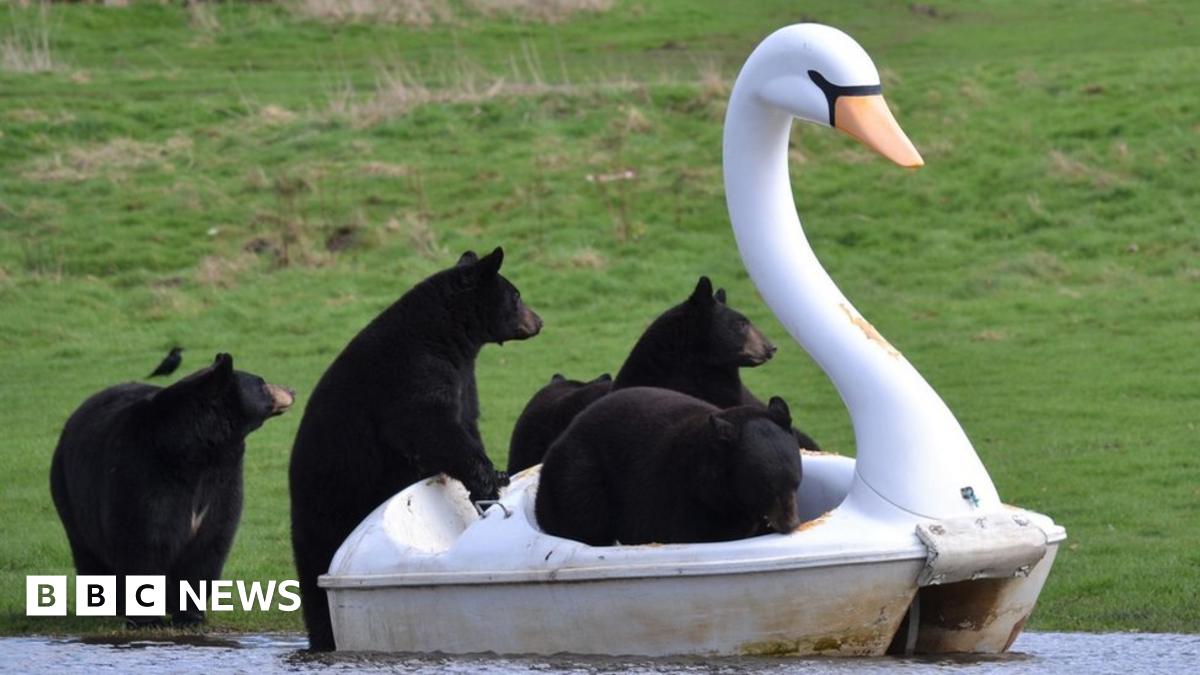 Bears take a ride on swan pedalo at Woburn Safari Park - BBC News