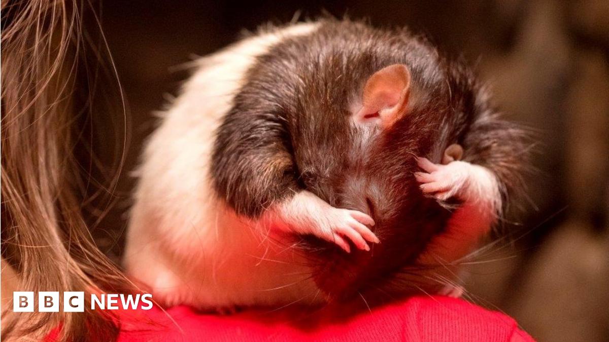 Is it time to stop hating the rat? - BBC News